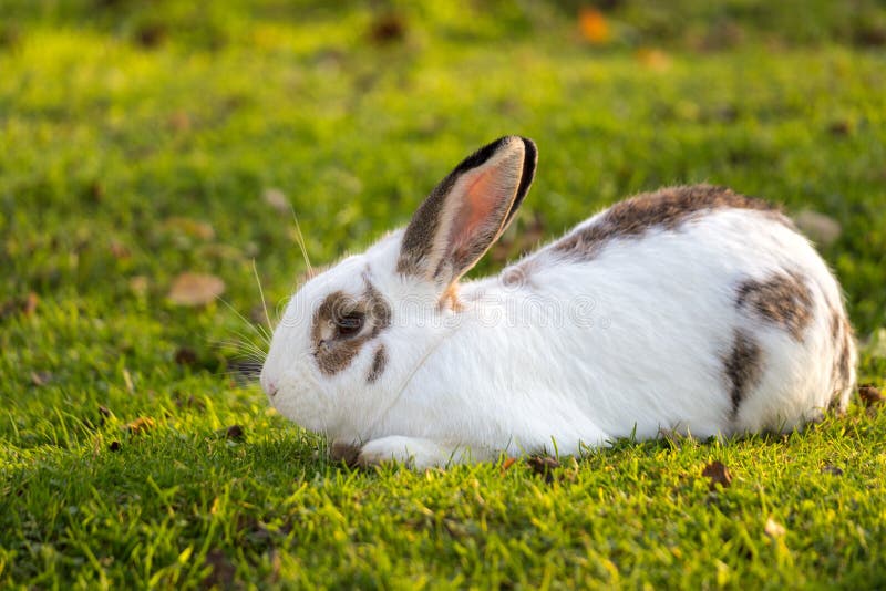 Cute Rabbit Grazing on the Grass. Stock Photo - Image of grass ...
