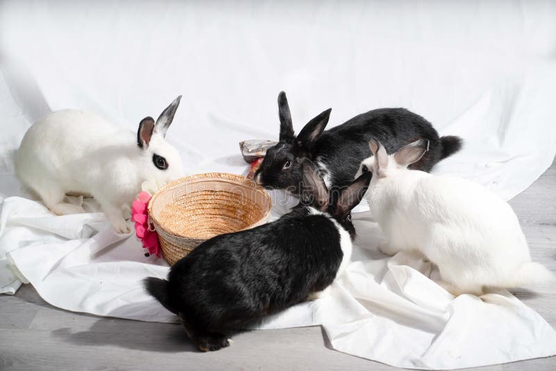 Cute Rabbit with Green Background Stock Photo - Image of bunny ...