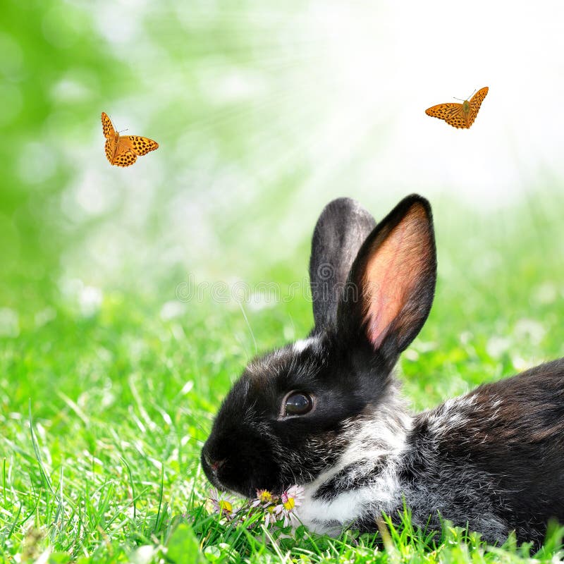 Cute Rabbit stock image. Image of domesticated, farm - 38802015