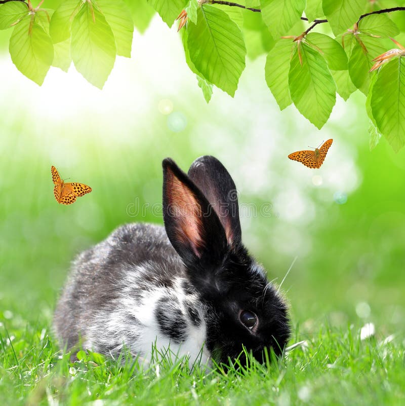Cute Rabbit stock photo. Image of domesticated, animal - 39239524