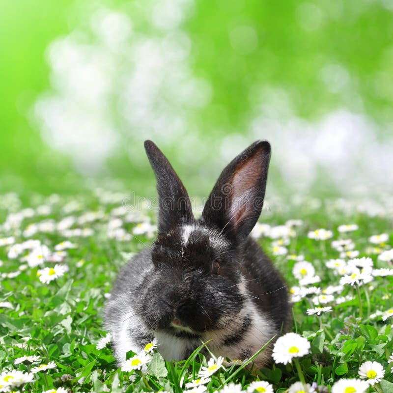 Cute Rabbit stock image. Image of grass, domesticated - 39239571