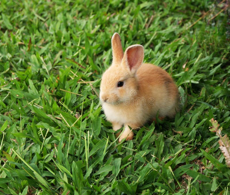 Cute Rabbit stock image. Image of nature, green, bunnie - 43016351