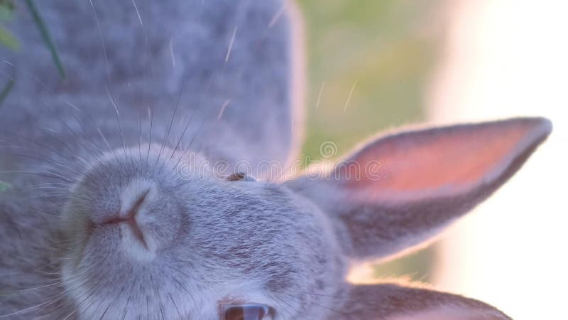 Cute Rabbit on Green Grass with Big Ears. a Charming Gray Rabbit in the ...