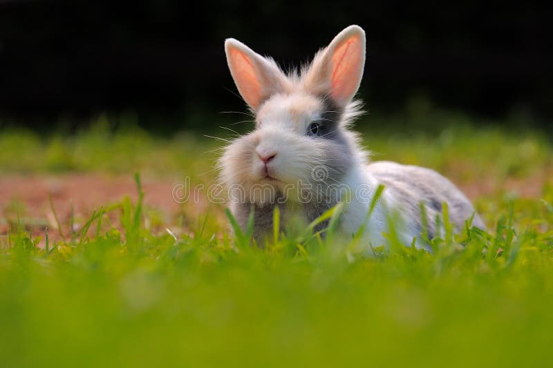 Cute rabbit portrait stock photo. Image of funny, eating - 26929686