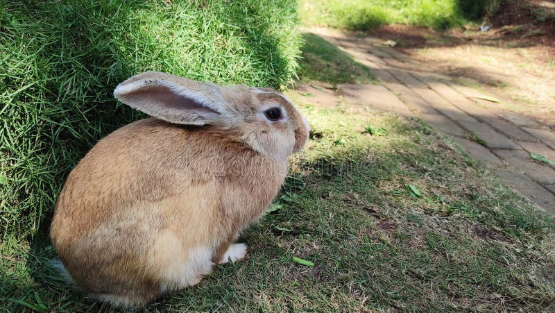 Cute Rabbit on the Green Grass at Summer Time. Stock Photo - Image of ...