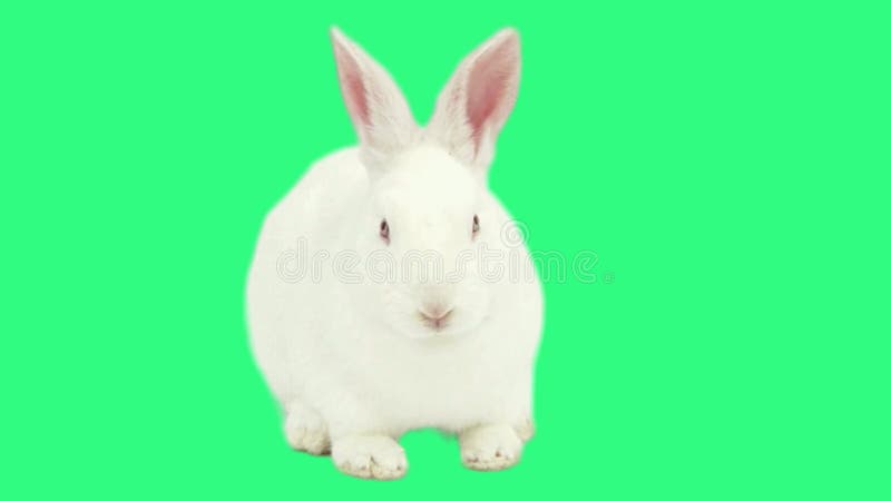 Cute Rabbit on Green Screen High Quality Motion Background Footage ...