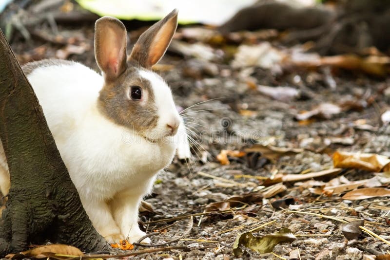 Cute Rabbit on Ground Under the Tree. Stock Image - Image of bunny ...