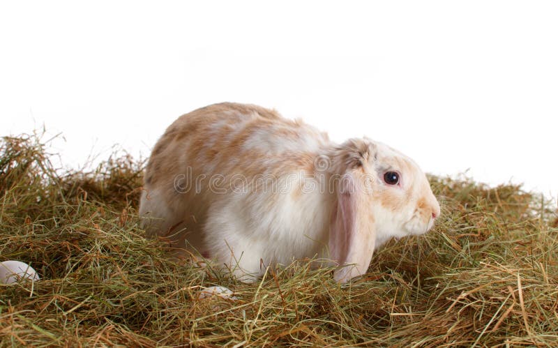 Cute rabbit on the hay stock photo. Image of isolated - 12672634