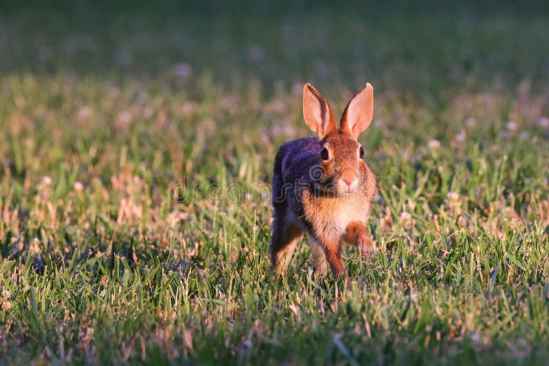 Cute Rabbit Hopping through a Grassy Field with Soft Evening Sunlight ...
