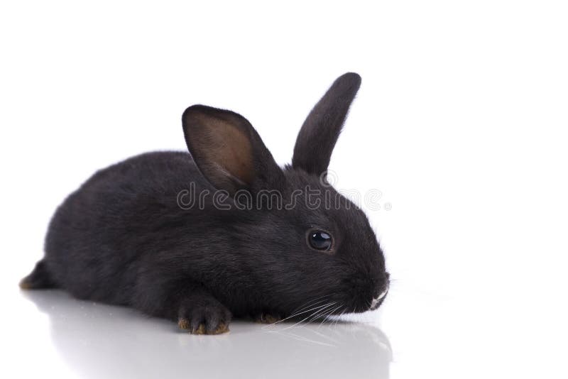 Cute rabbit stock photo. Image of animal, farm, cute - 33793118
