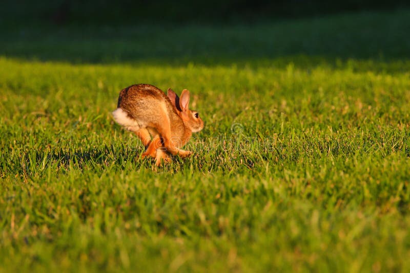 Cute Rabbit Jumping on the Grass. Stock Image - Image of adorable ...