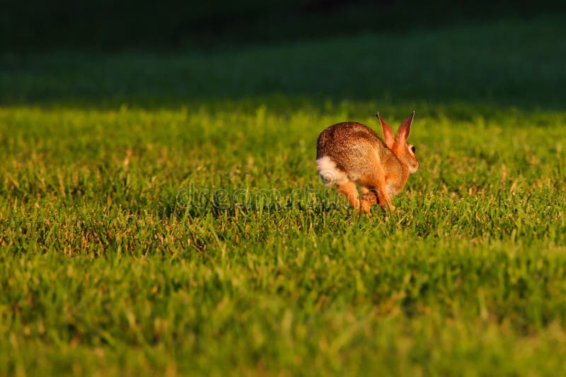 Cute Rabbit Jumping on the Grass. Stock Photo - Image of rabbit, jump ...