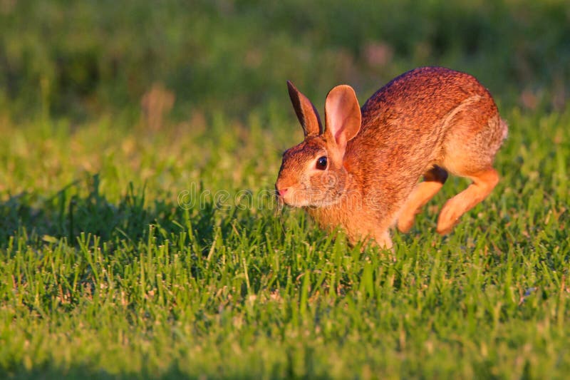 Cute Rabbit Jumping on the Grass. Stock Image - Image of rabbit, nature ...