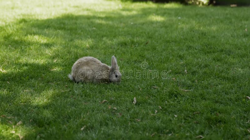 Cute Rabbit Jumping on the Grass. Stock Footage - Video of summer ...