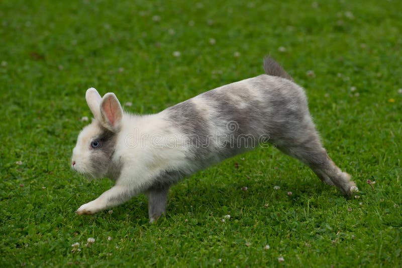 Cute Rabbit Jumping on Green Grass Stock Image - Image of grey, nice ...