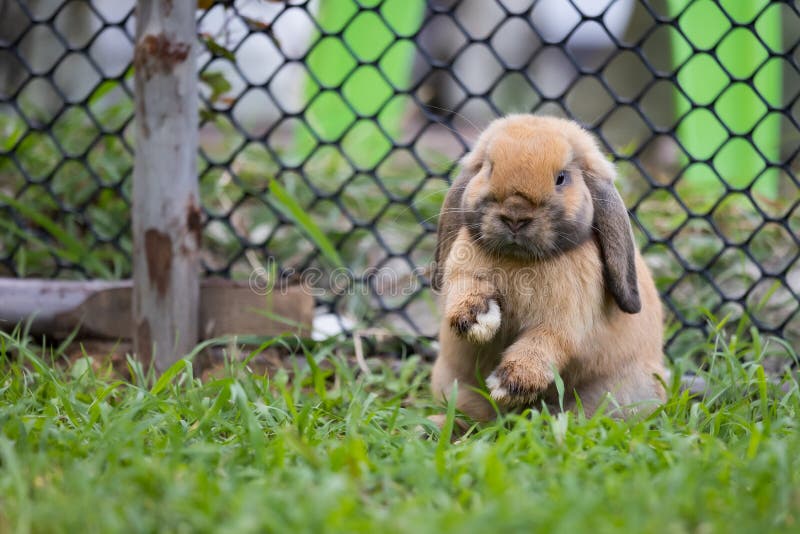 Cute Rabbit Eating Pellet Food from Owner Woman Hand. Hungry Rabbit ...