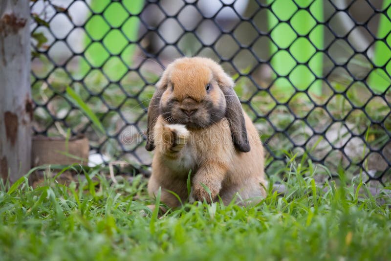 Cute Rabbit Eating Pellet Food from Owner Woman Hand. Hungry Rabbit ...
