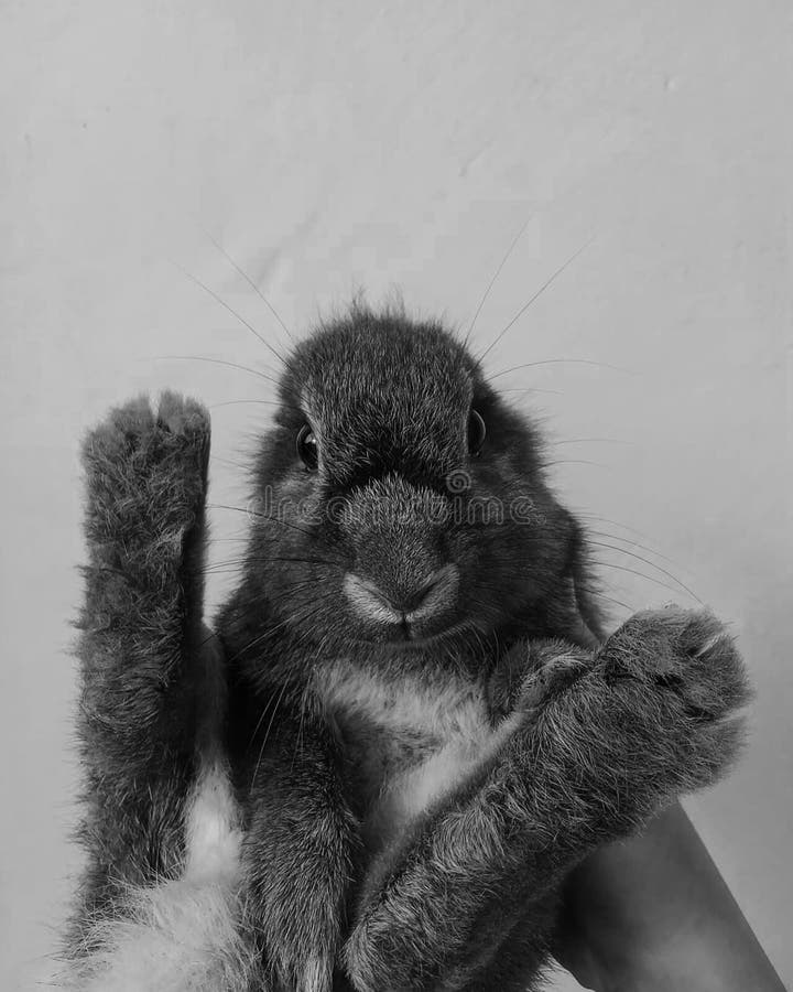 Cute rabbit stock image. Image of march, rabbit, indonesia - 209002787