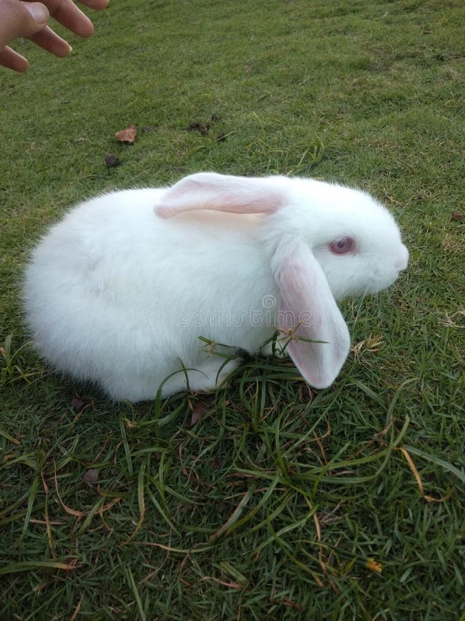 So cute Rabbit:) stock image. Image of cute, little - 239455493