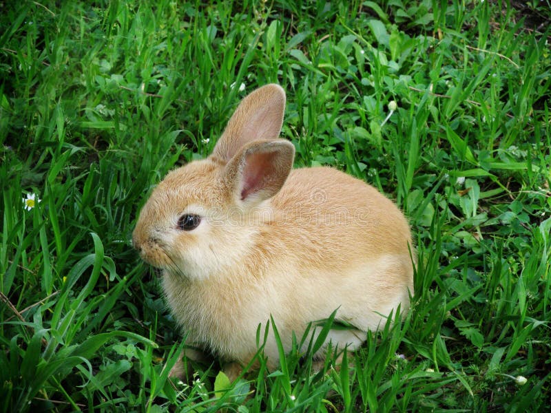 Cute rabbit stock photo. Image of green, easter, cute - 39591952