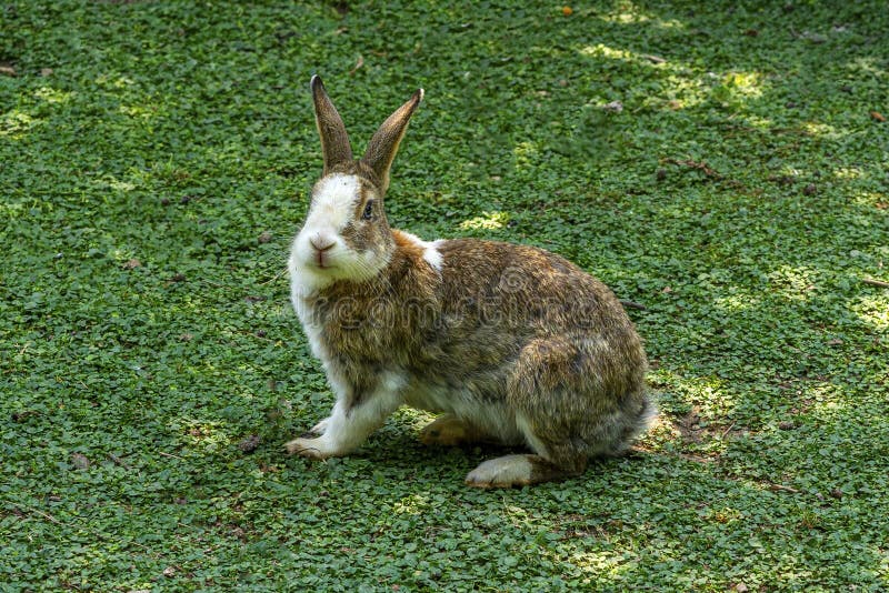 The Cute Rabbit with Long Ears Eating Grass Stock Photo - Image of long ...