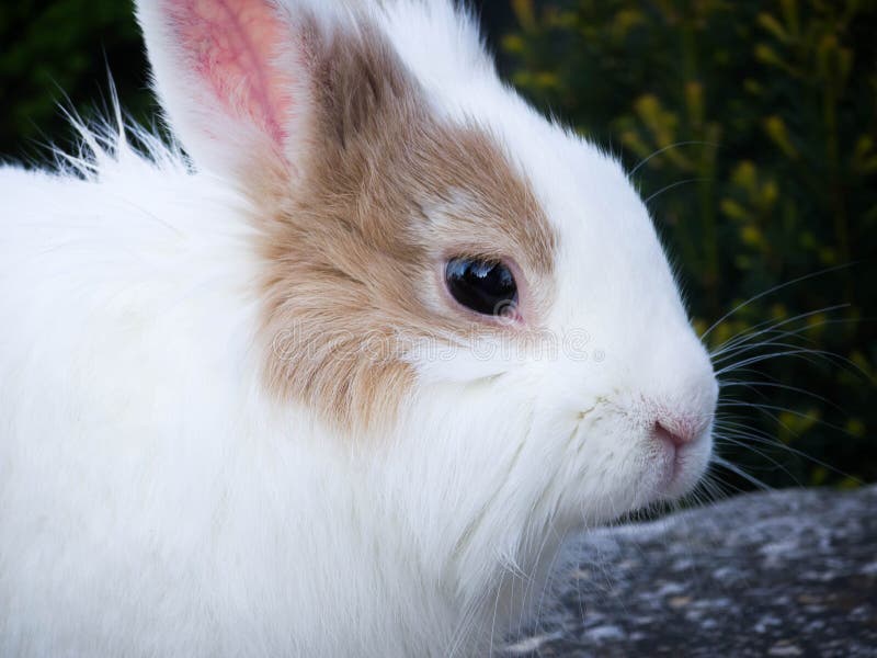 Cute Rabbit Looking at the Camera Stock Image - Image of live, kitten ...