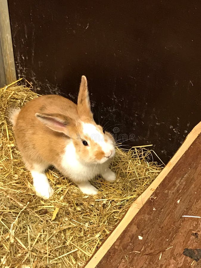 Cute Rabbit Looking in Pet Shop. Stock Image - Image of small, mammal ...