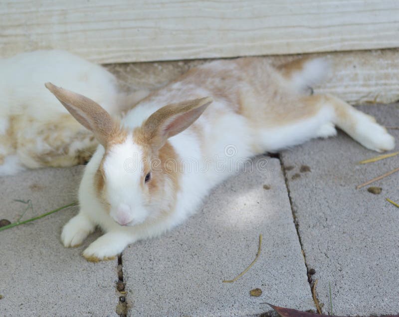 Cute Rabbit Lying on the Floor Stock Image - Image of baby, little ...