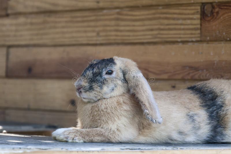 Cute rabbit stock photo. Image of sleep, adorable, cute - 138872358