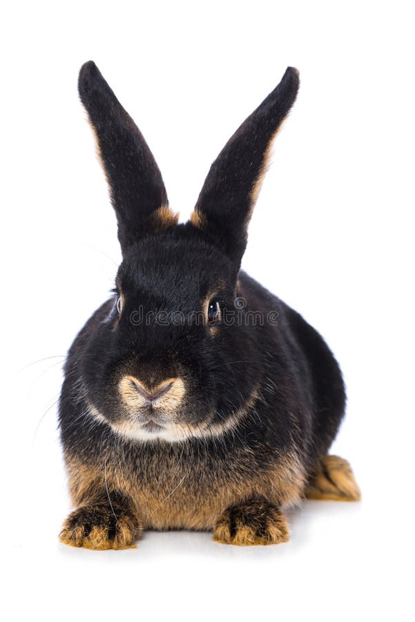 Rabbit lying stock photo. Image of studio, lying, full - 28104884
