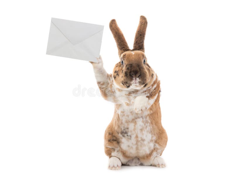 Cute Rabbit with Mail Envelope Isolated on White Stock Photo - Image of ...