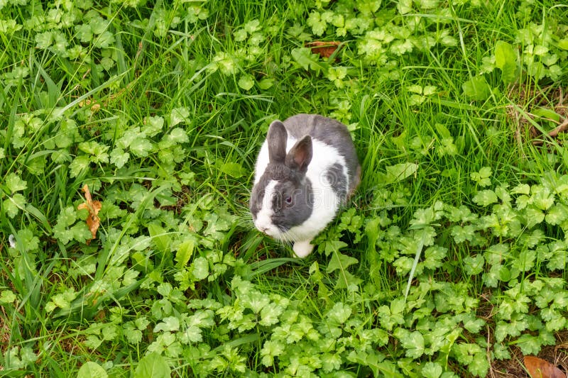 Cute Rabbit in a Meadow with Green Lush Grass Stock Photo - Image of ...
