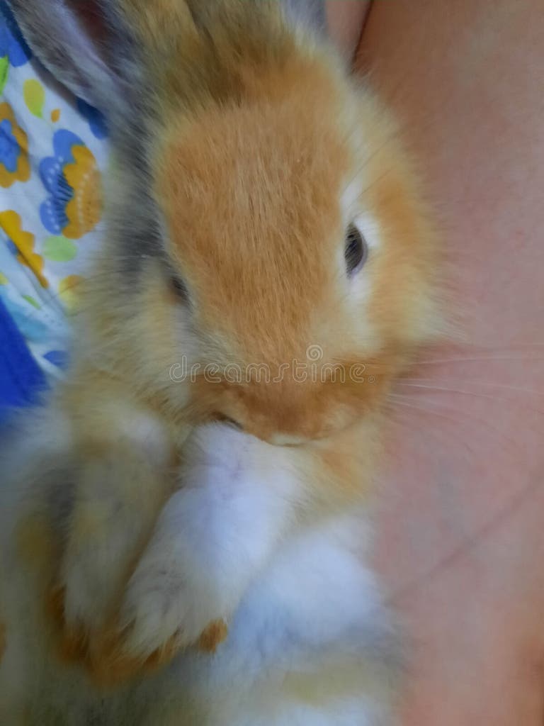 Carla Cute Facial Stock Photos - Free & Royalty-Free Stock Photos from ...