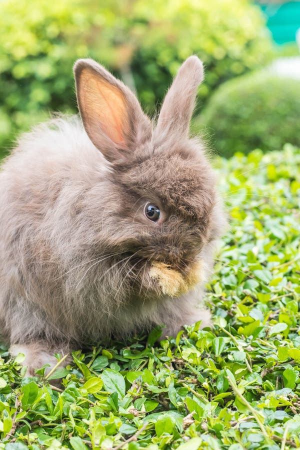 Cute Rabbit on Nature Background Stock Photo - Image of field, yawn ...