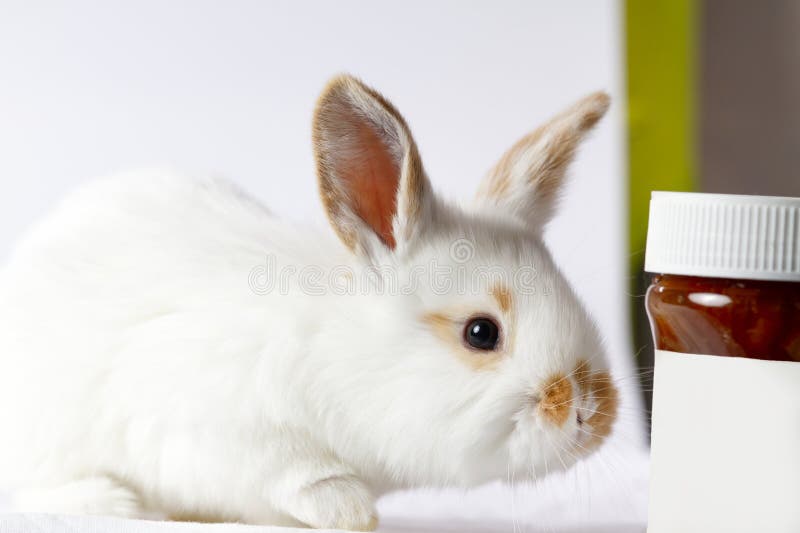 Cute rabbit near the jar stock image. Image of fleecy - 305804181