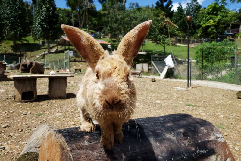 Cute rabbit in outdoor stock image. Image of hare, fluffy - 105233441