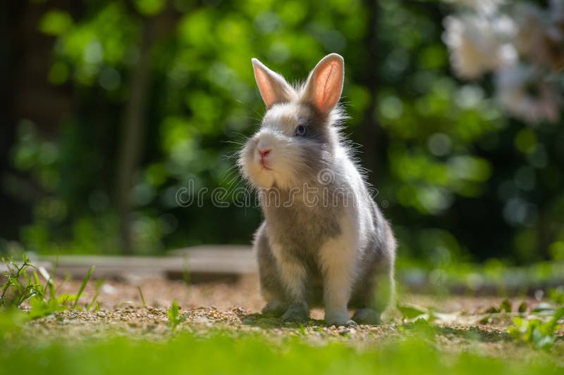 White Rabbit On Black Background Stock Image - Image of baby, farm ...