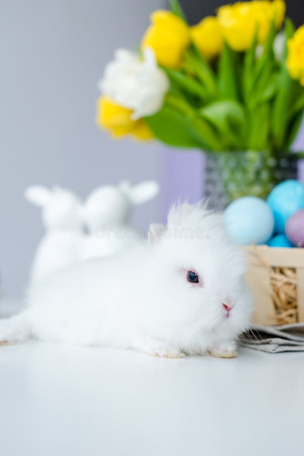 Cute Rabbit by Painted Easter Eggs Stock Image - Image of animal ...