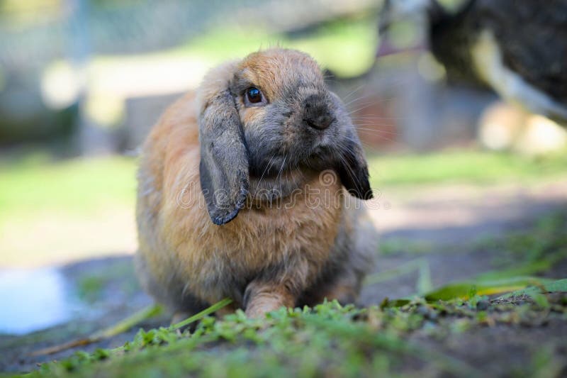 Cute Rabbit Perched Atop a Grassy Area. Stock Image - Image of wild ...