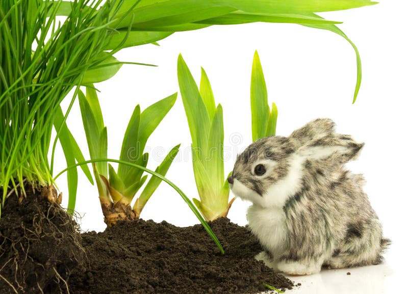 Cute Rabbit, Pet on the Soil with Green Plants Stock Image - Image of ...