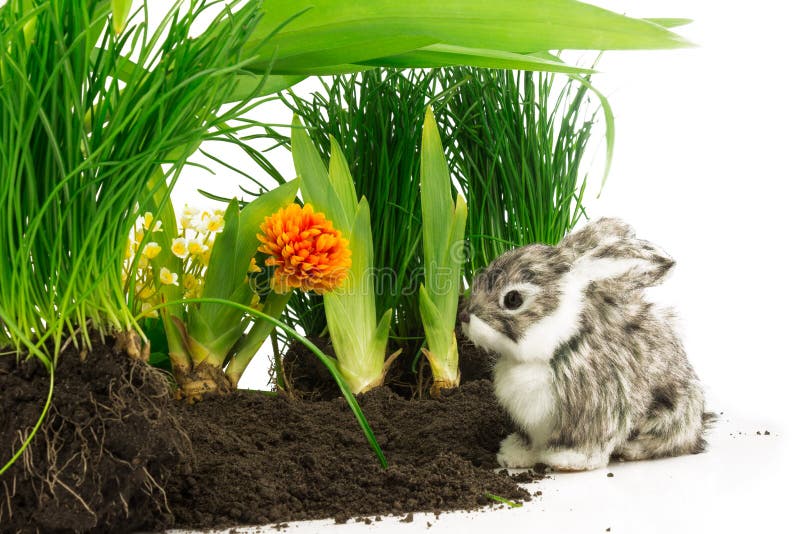 Cute Rabbit, Pet on the Soil with Orange Flower and Green Plants Stock ...