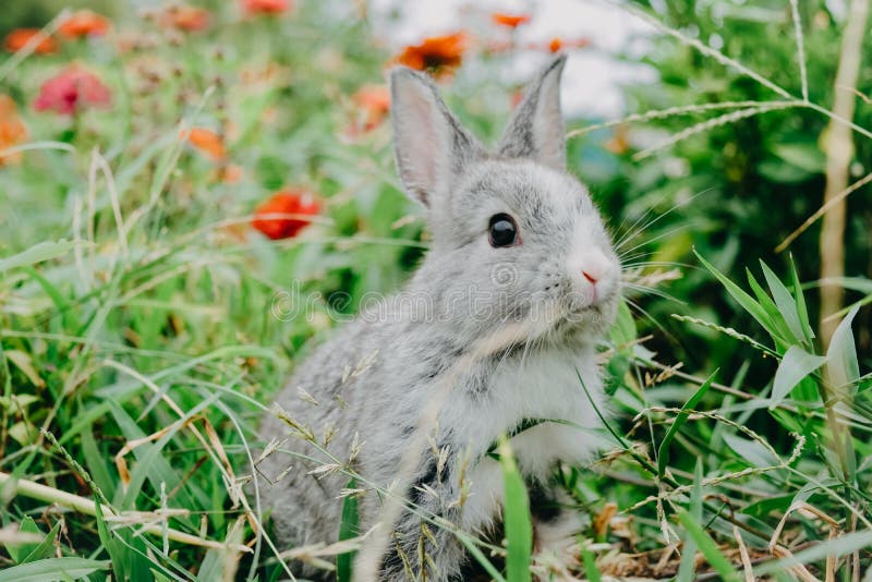 Cute Rabbit Photos on the Meadow Stock Photo - Image of rabbit, cute ...