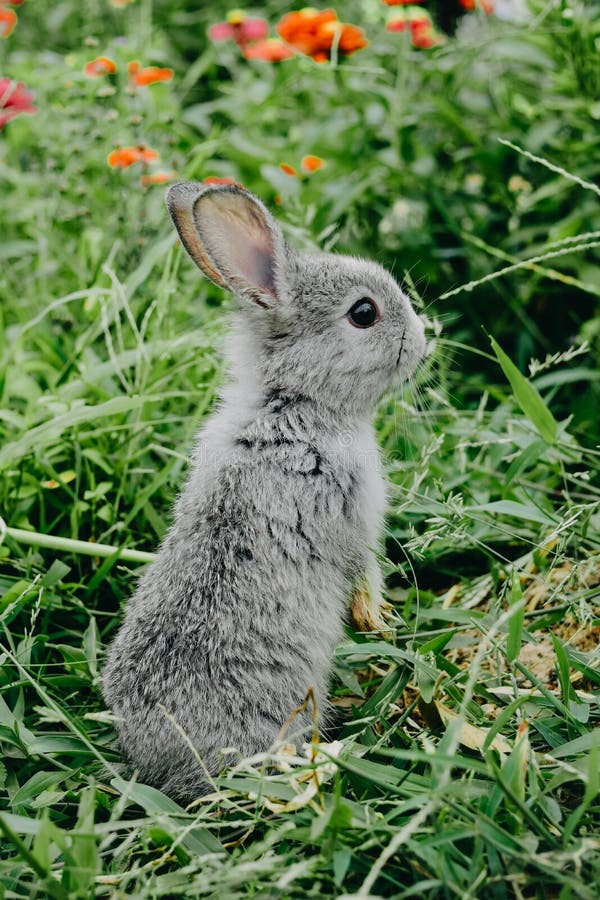 Cute Rabbit Photos on the Meadow Stock Image - Image of cute, meadow ...