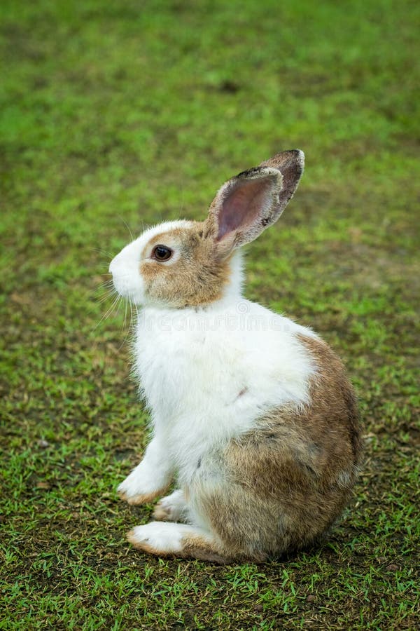 Cute rabbit. stock photo. Image of environment, beautiful - 115076018