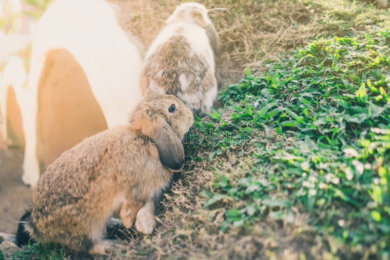 The cute rabbit is resting stock image. Image of nature - 136016547