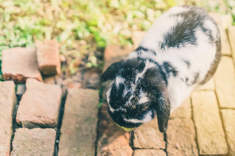 The cute rabbit is resting stock photo. Image of field - 136016978