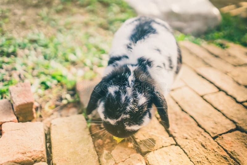 The cute rabbit is resting stock image. Image of fluffy - 136096537