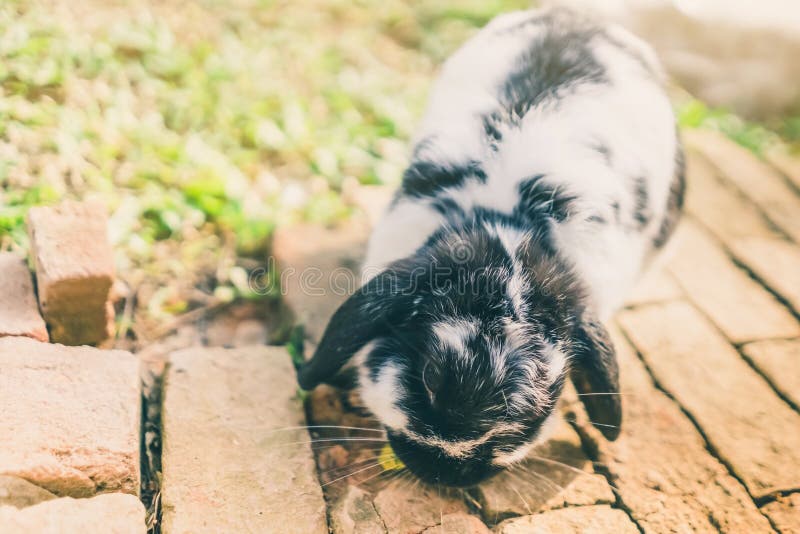 The cute rabbit is resting stock photo. Image of green - 136898426