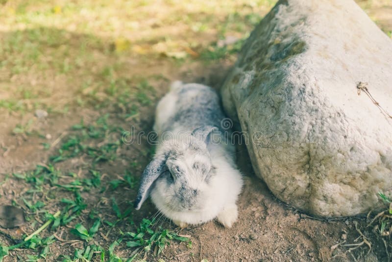 The cute rabbit is resting stock image. Image of fluffy - 137898555