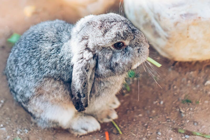The cute rabbit is resting stock image. Image of field - 136570617